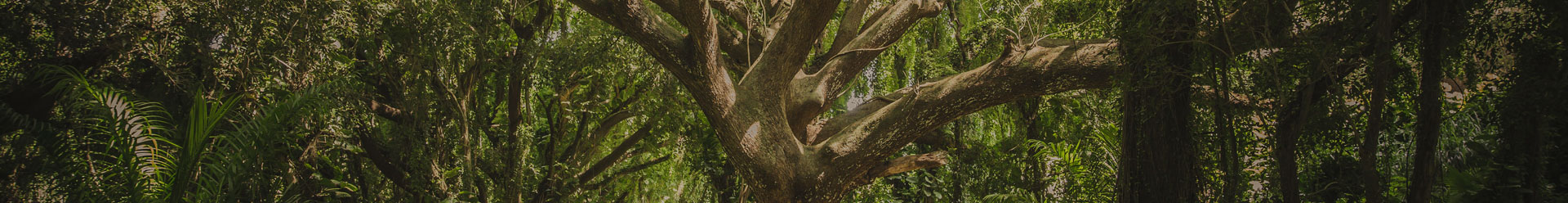 Root Canal - Aloha Dental Group